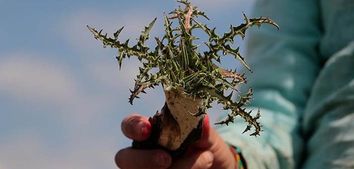 Kenger Bitkisi Yerseniz... >